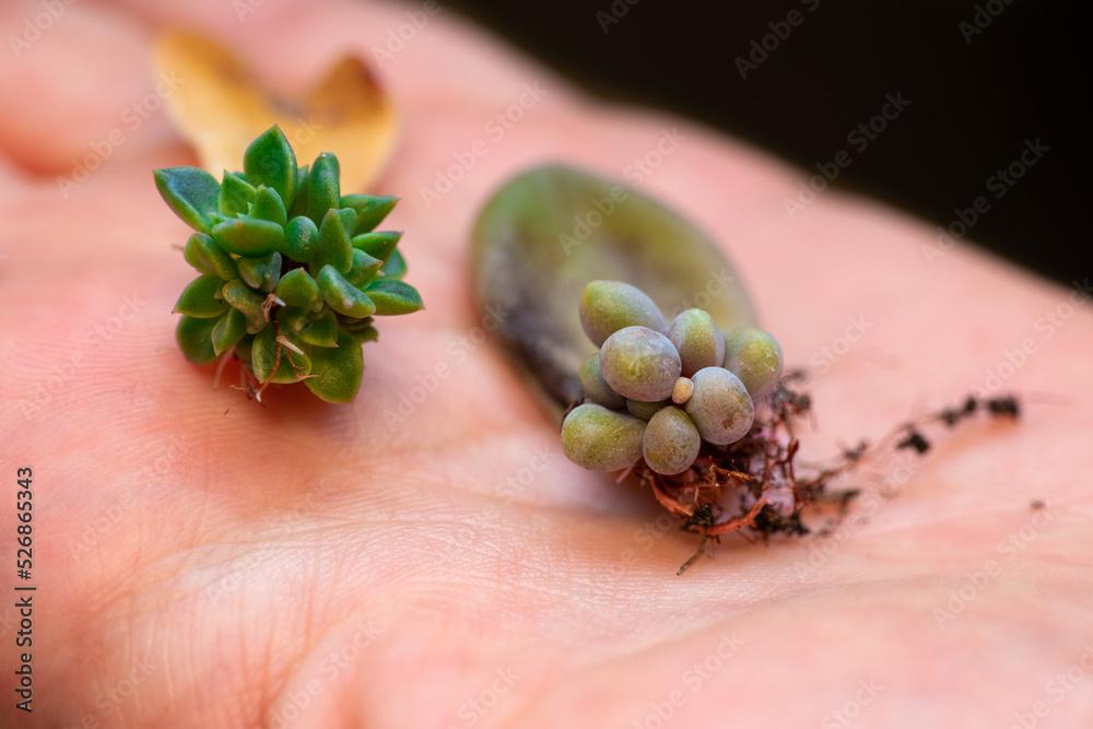 Propagation of succulents from leaves. Hand holding leaves growing baby ...