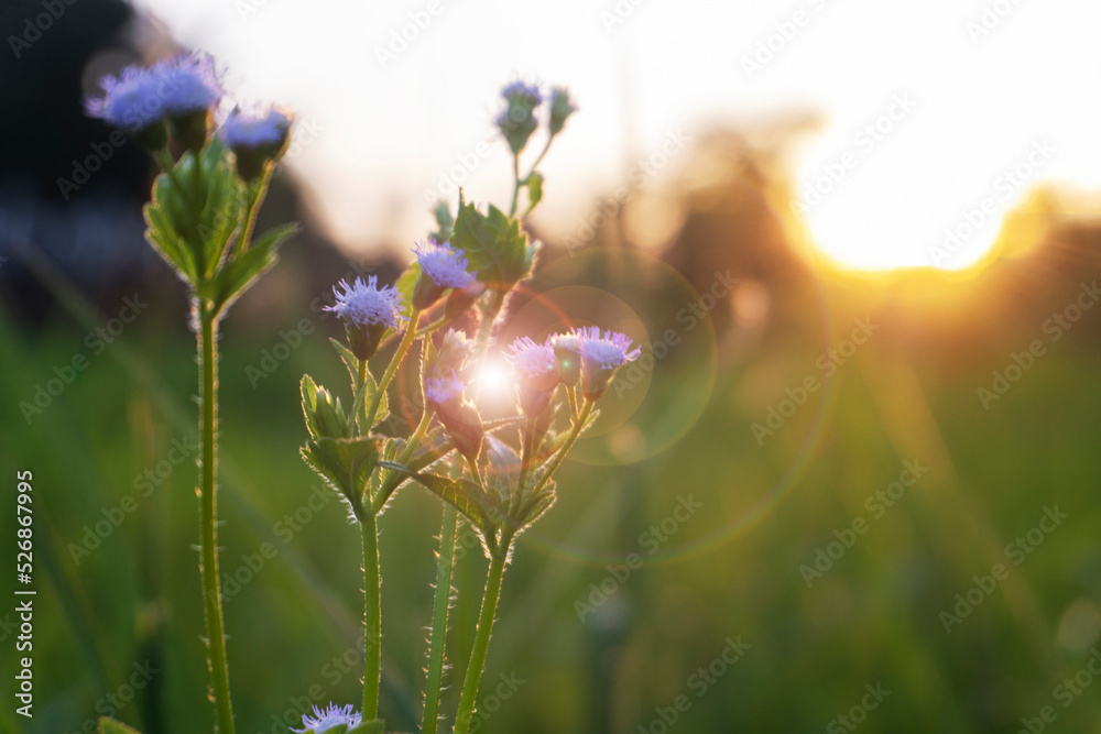 blooming flower background with lens flare effect in the morning ...