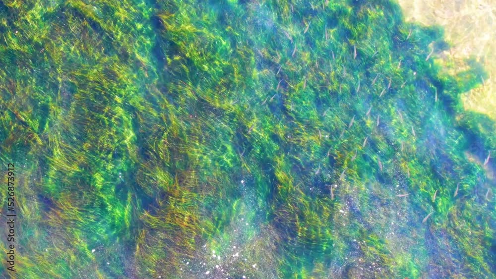 LA BOCANA BCS MEXICO-2022: Kelp Beds Stock 비디오 | Adobe Stock