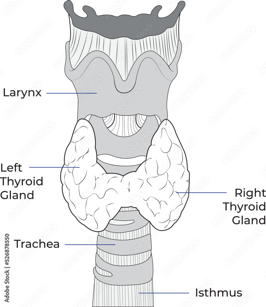 Vector Illustration Of Diagram Of Thyroid Gland Thyroid Gland And Trachea Shown Human