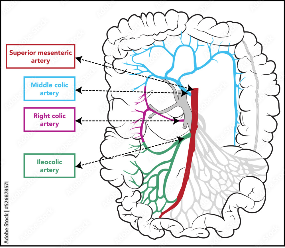 Colon - Arteries. Anatomy of Human Abdominal Arteries System. Colon ...