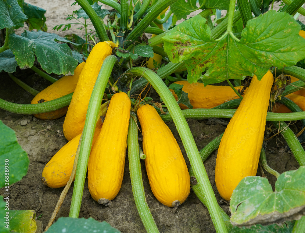 Yellow squash and plant in the farm field Stock Photo | Adobe Stock