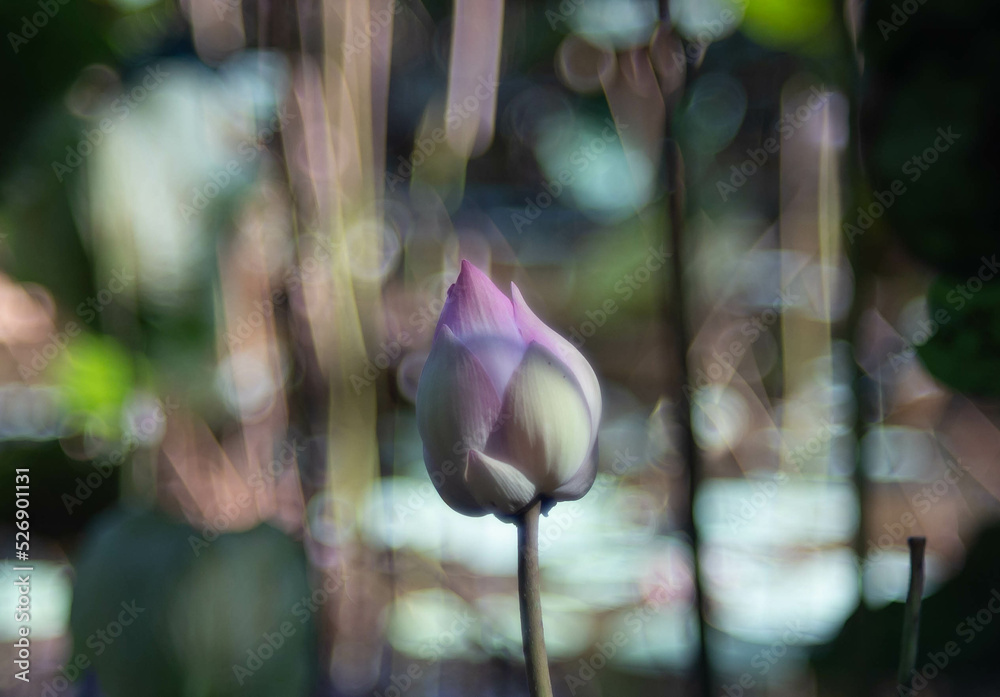 Pink lotus flowers hit the beautiful morning light. and photographed ...