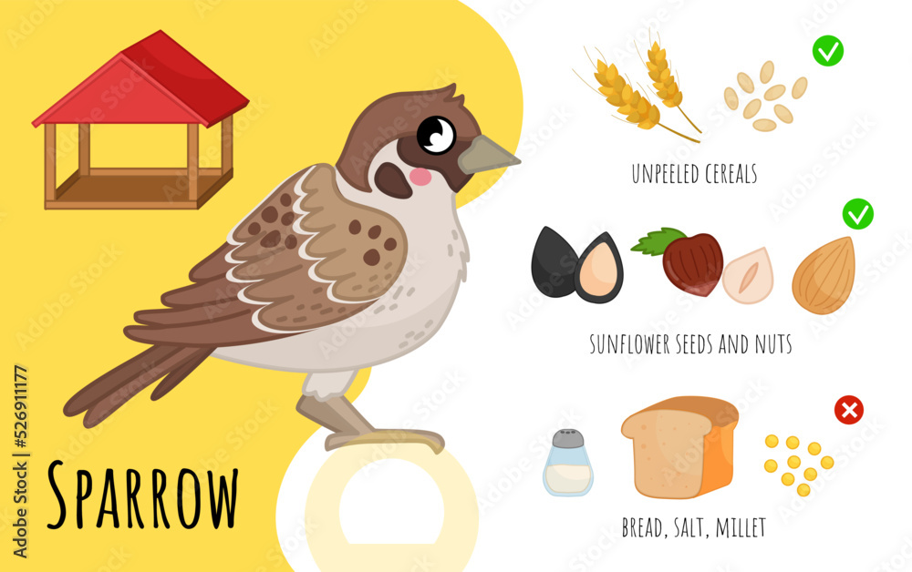 Vector poster how to feed a city birds. List of allowed products ...