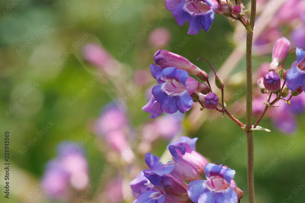Purple flowering polydeterminate dichasiate thyrse inflorescence of ...