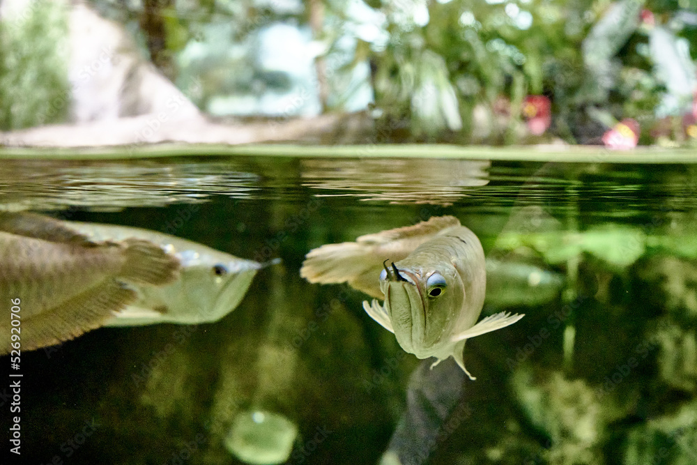 Aravan or light aravan Osteoglossum bicirrhosum is a tropical ...