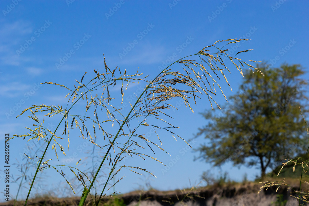 Glyceria maxima, commonly known as great manna grass, reed mannagrass ...