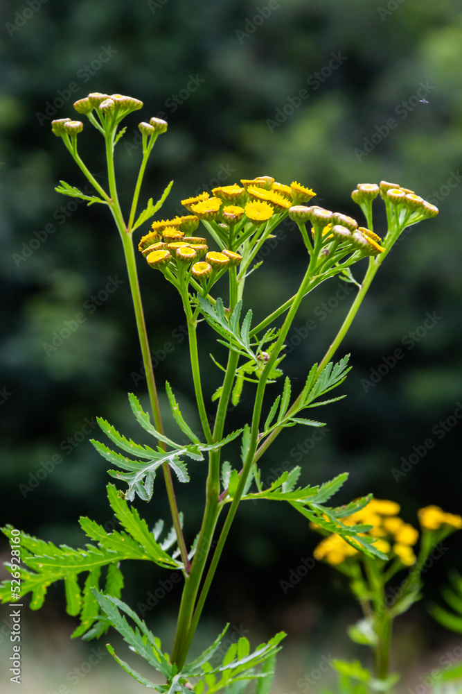 Yellow flowers of Tancy blooming in the summer. Tansy Tanacetum vulgare ...
