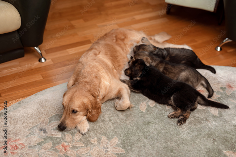 Dog mom feeding her puppies in the room on the carpet. Puppies eat mother's milk. Golden ...