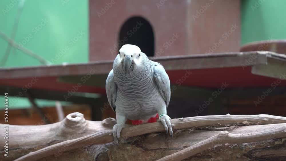 Close up shot of a front facing congo African grey parrot, psittacus ...