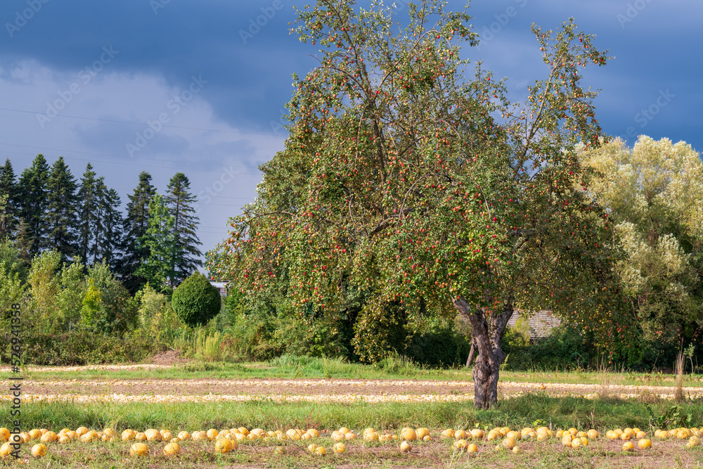 Alter Apfelbaum neben einem Kürbisfeld kurz vor einem Unwetter ...