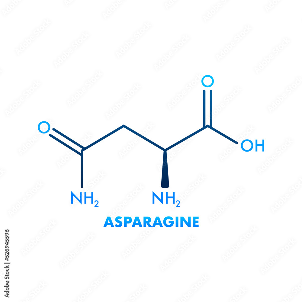 Molecular biology. Asparagine L-asparagine , Asn, N amino acid molecule ...