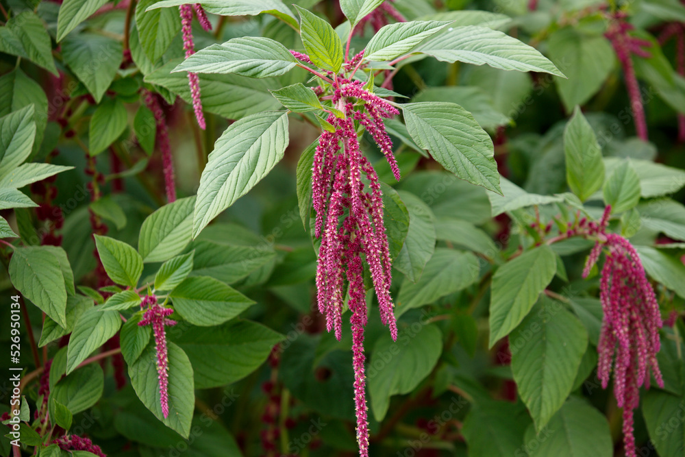 Amaranthus caudatus. Red long flowers. Long tassels of crimson ...