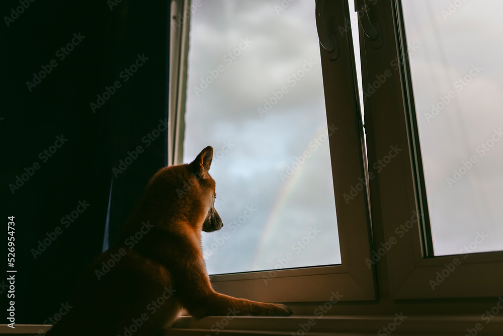 Shiba Inu's dog looks out the window at the rainbow. The dog is waiting ...