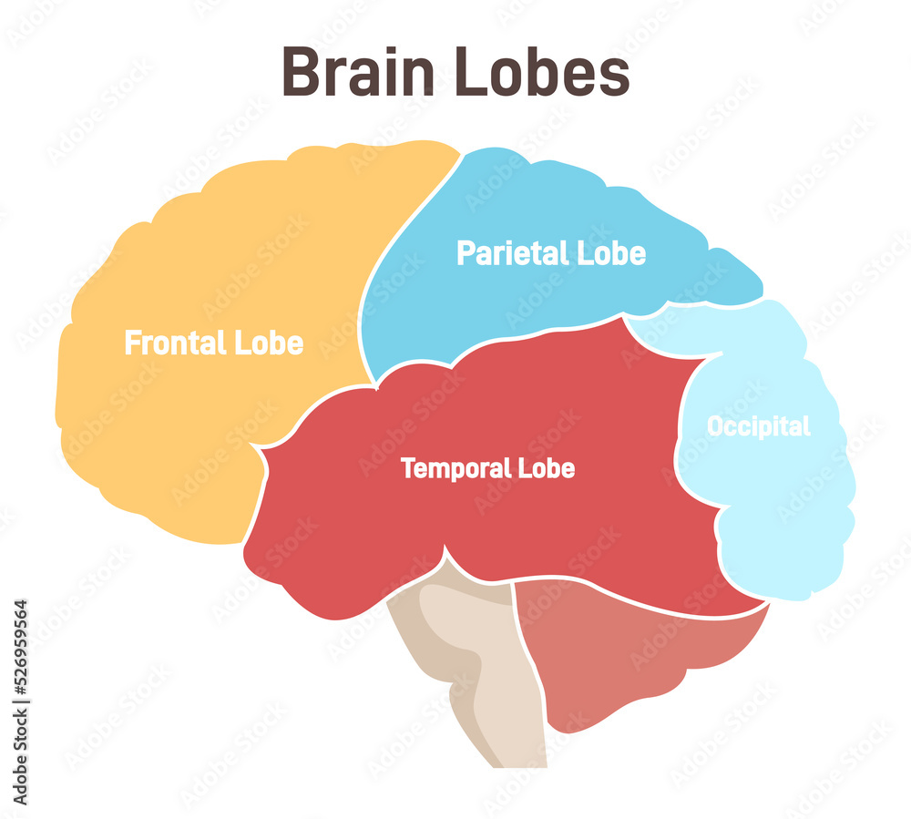 Human brain lobes. Cross section structure of the main nervous system ...