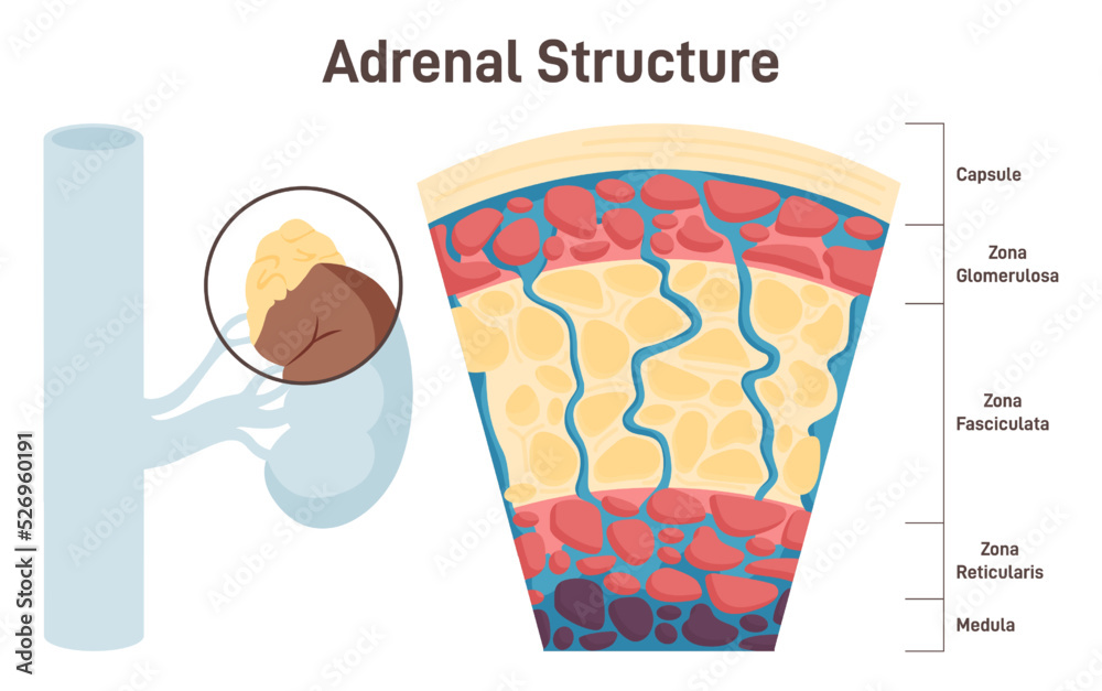 Adrenal gland. Human endocrine gland structure, the adrenal Stock ...