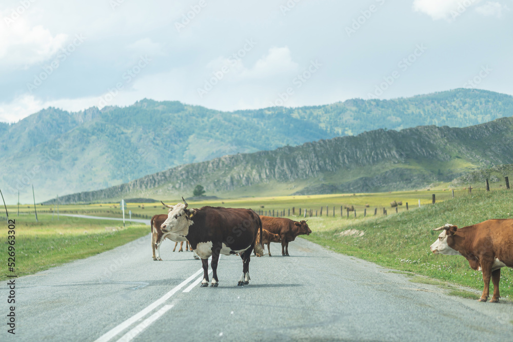 cows standing on a mountain road. cattle crossing road - road hazard ...