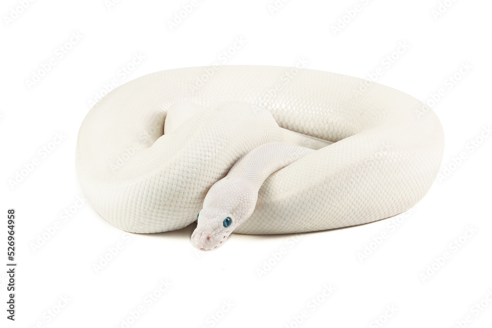 Blue eyed lucy ball python closeup on isolated background, blue eyed ...
