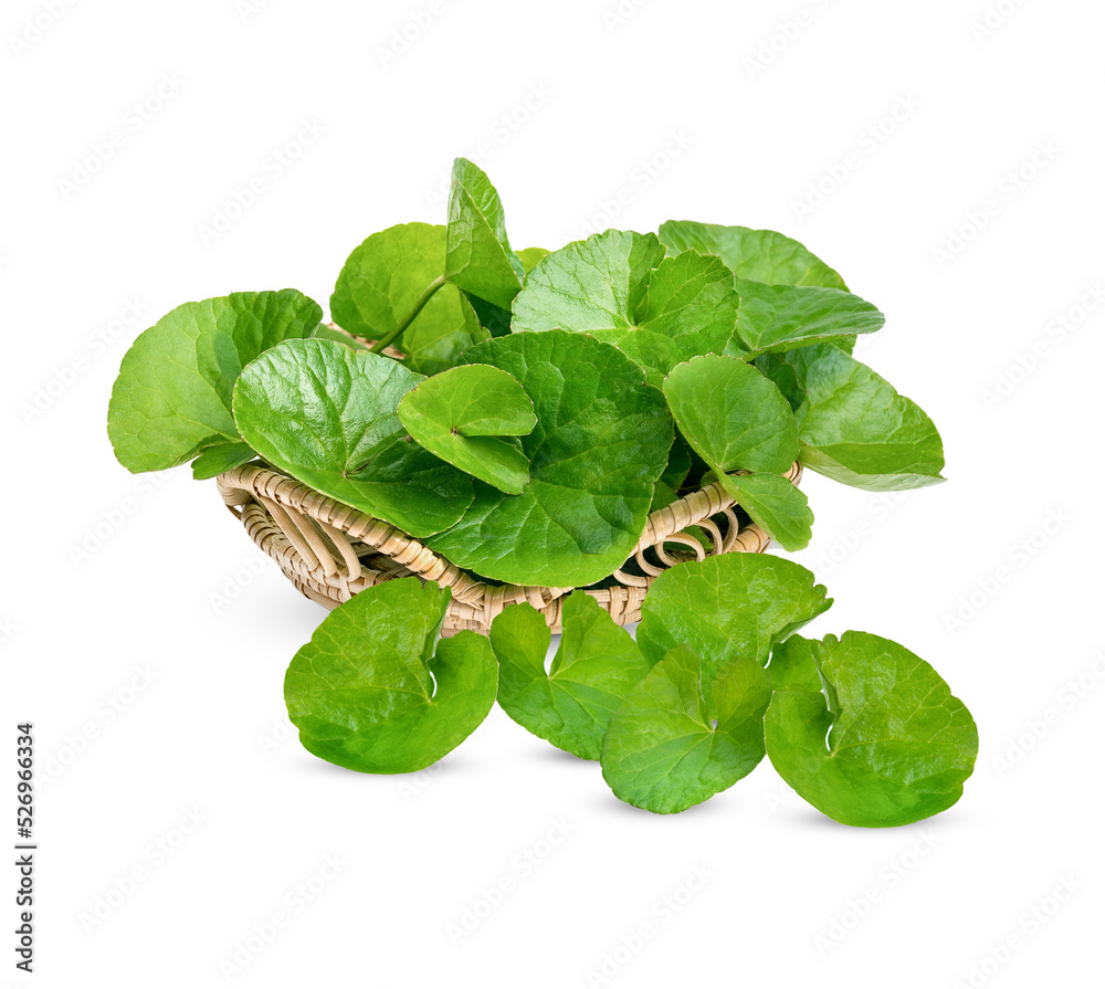 Centella asiatica, Asiatic Pennywort isolated on transparent background ...