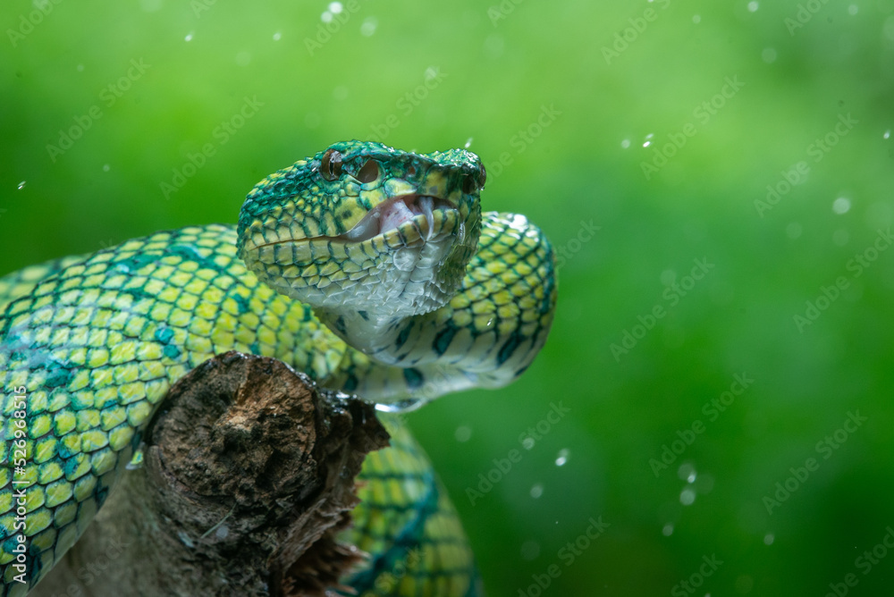 Bornean keeled green pit viper snake Tropidolaemus subannulatus ...