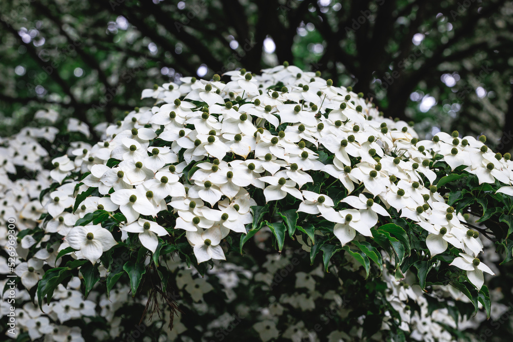 Cornus kousa small deciduous tree in Poland Stock Photo | Adobe Stock