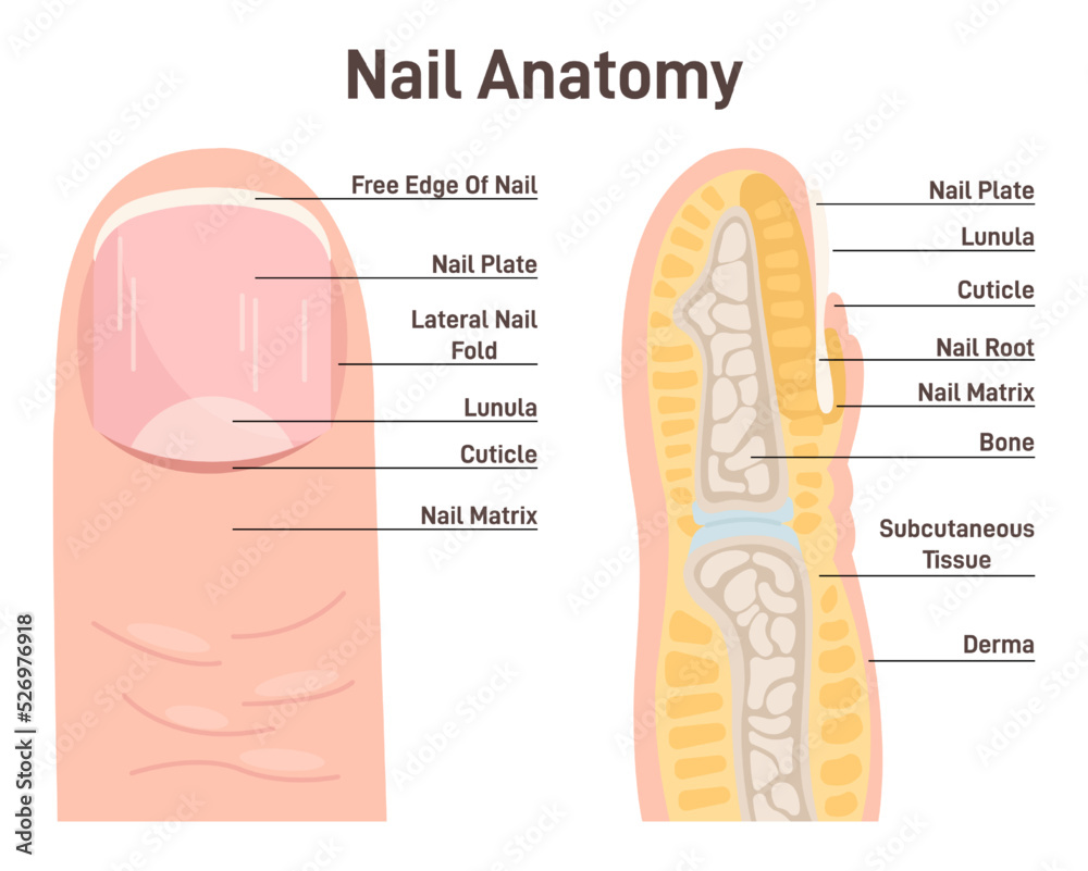 Nail anatomy. Cross-section finger and nail structure. Fingertip side scheme Stock Vector ...
