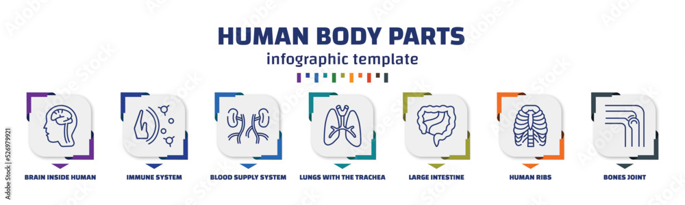 Vetor de infographic template with icons and 7 options or steps ...