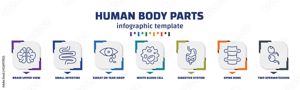 infographic template with icons and 7 options or steps. infographic for ...