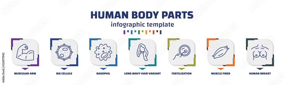 Vektorová grafika „infographic template with icons and 7 options or ...
