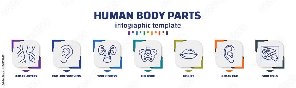 infographic template with icons and 7 options or steps. infographic for ...