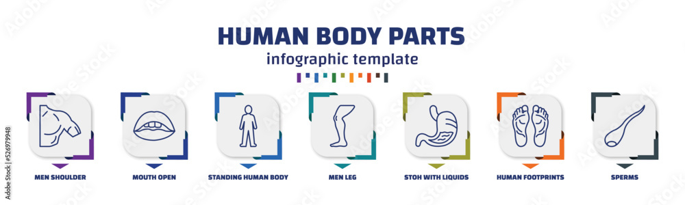 Vetor de infographic template with icons and 7 options or steps ...