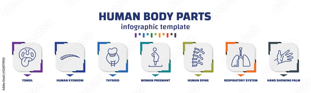 infographic template with icons and 7 options or steps. infographic for ...