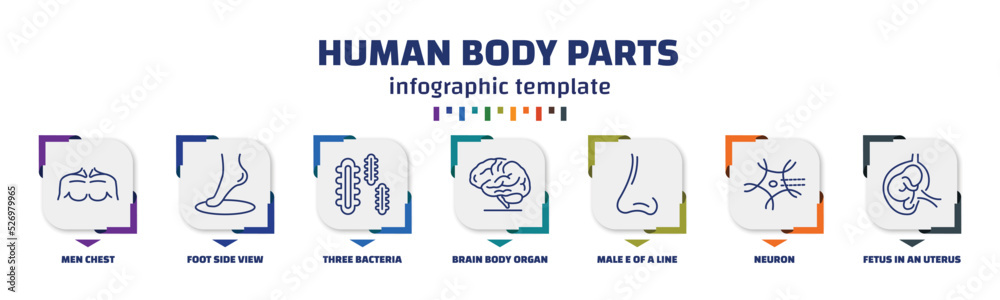 infographic template with icons and 7 options or steps. infographic for ...