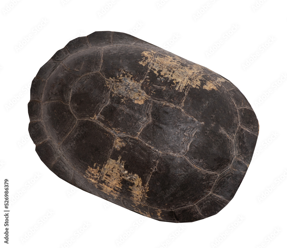 Tortoiseshell isolated on white background with clipping path.top view ...