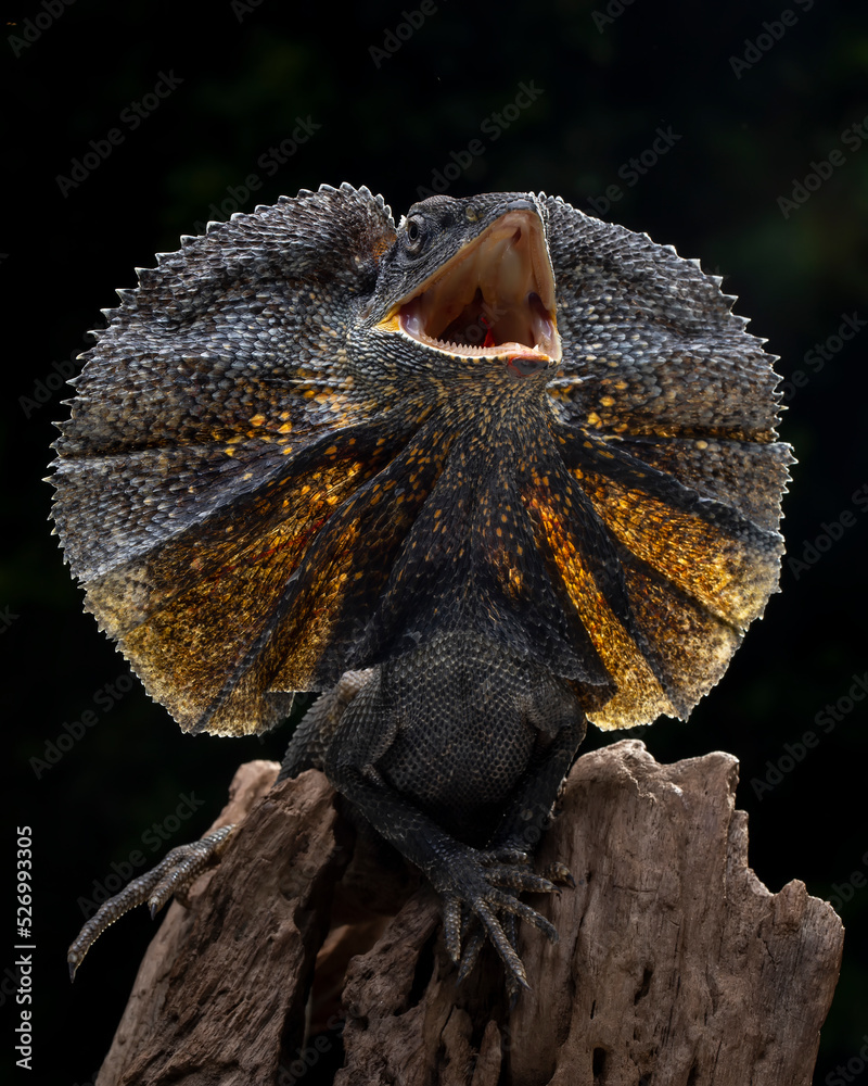 The Frilled-necked lizard (Chlamydosaurus kingii) is showing an angry ...