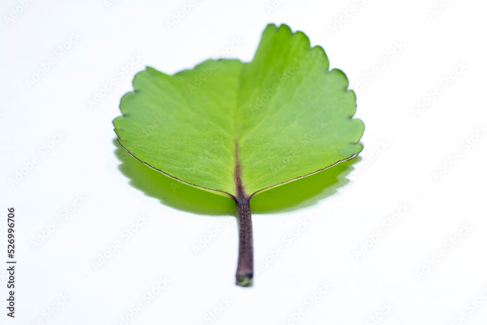 patharkuchi (Patharchatta) leaf With White background, kalanchoe ...
