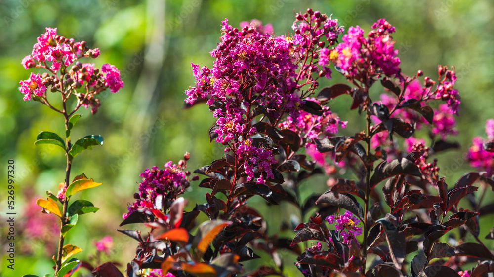 Lagerstroemia indica `Double Dynamite´ Krepp Myrte Stock Photo | Adobe ...