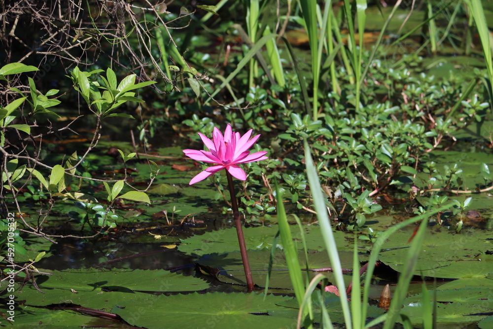 Nelumbo nucifera, also known as sacred lotus, Laxmi lotus, Indian lotus ...
