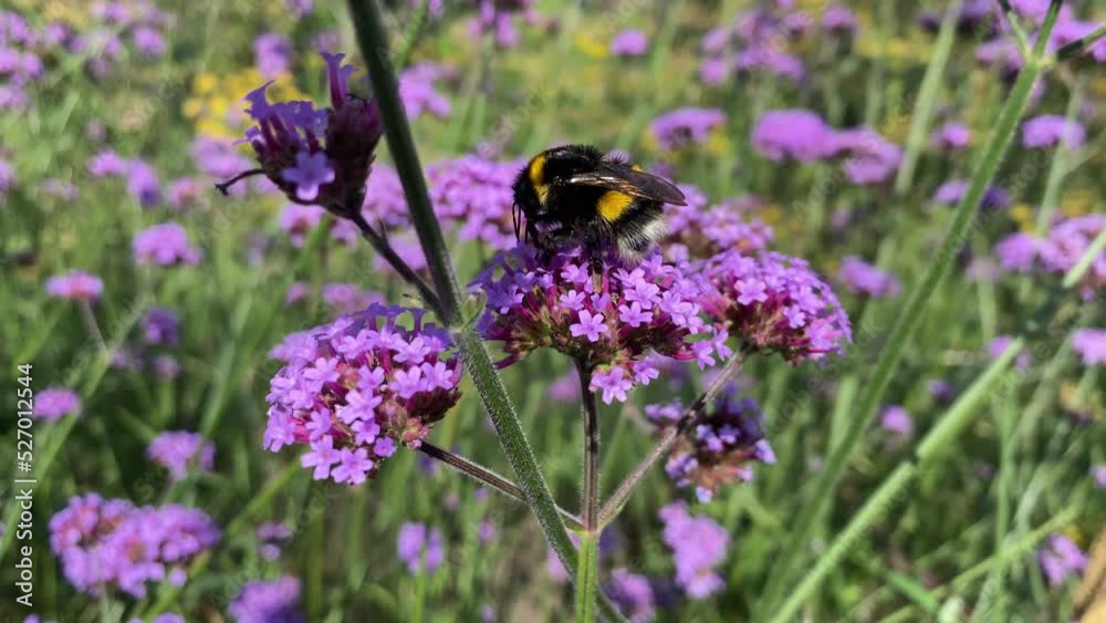 Argentinian vervain Verbena bonariensis. Flowers of Verbena bonariensis ...