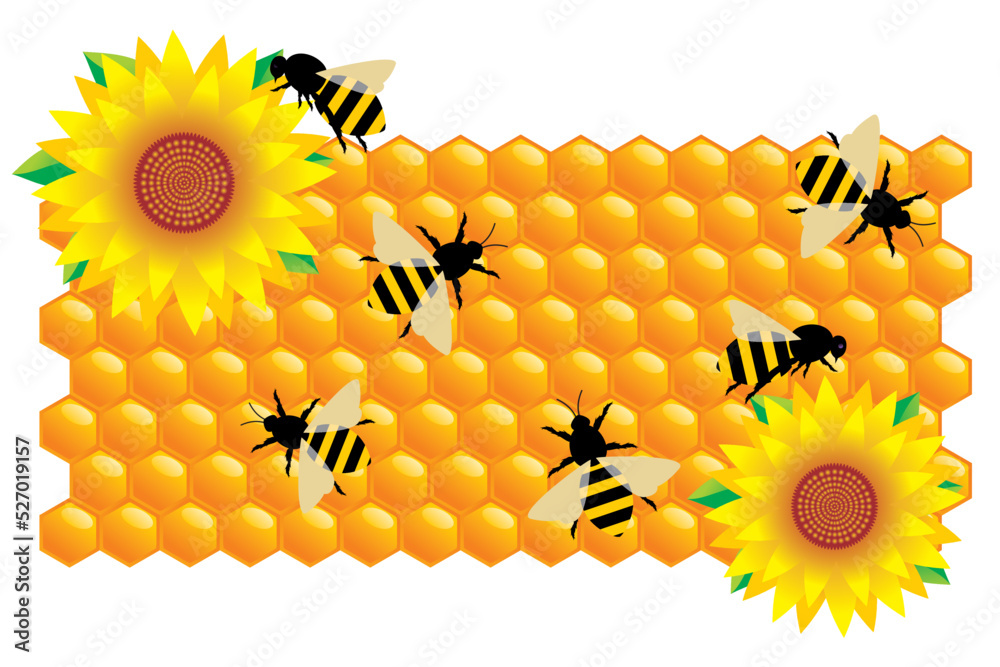 Bee and honeycomb. Honey bee vector illustration. Hexagonal honeycomb ...