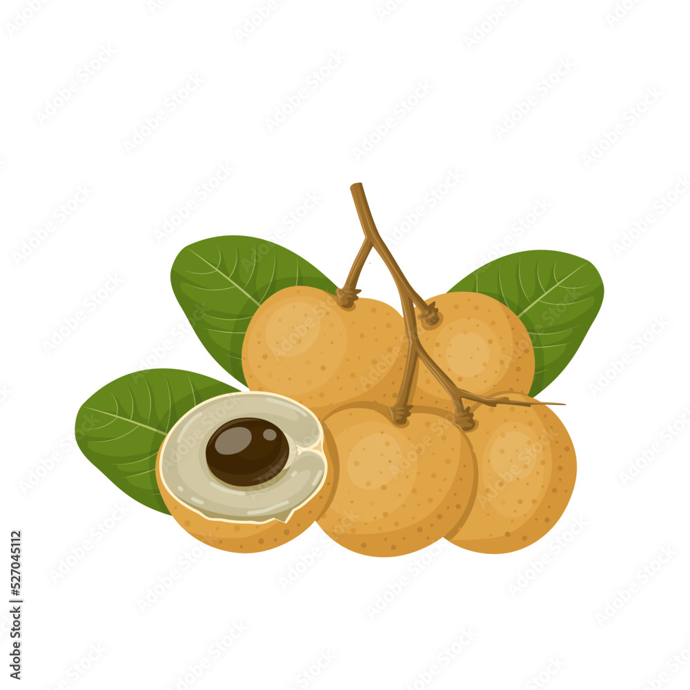 Vector illustration, longan fruit whole and in half, with green leaves ...