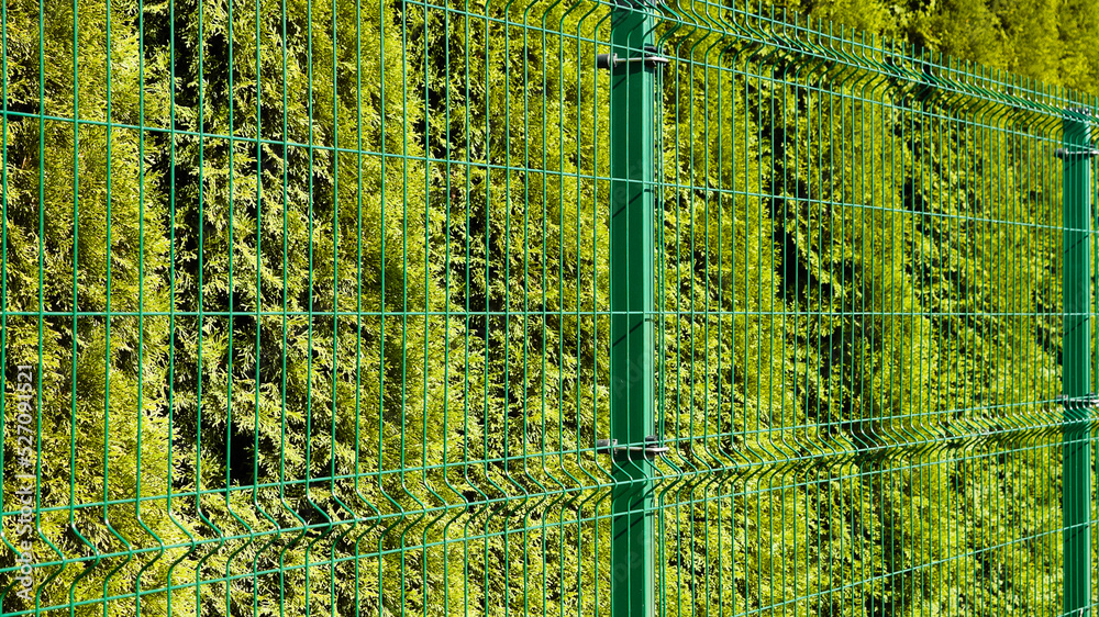 in the photo, a fence made of 3d mesh and thuja trees planted in one ...
