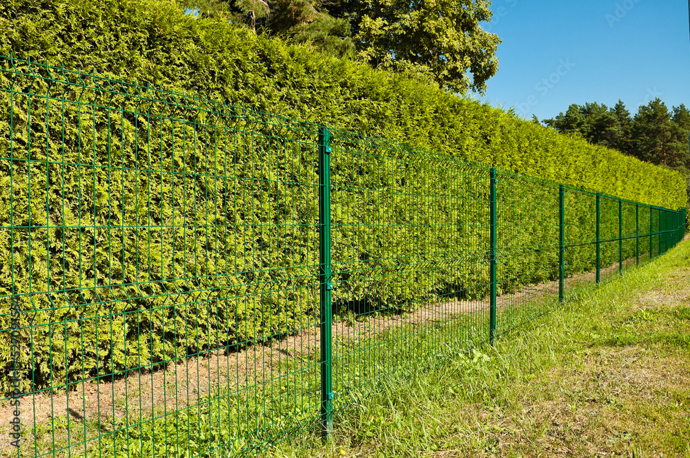 in the photo, a fence made of 3d mesh and thuja trees planted in one ...