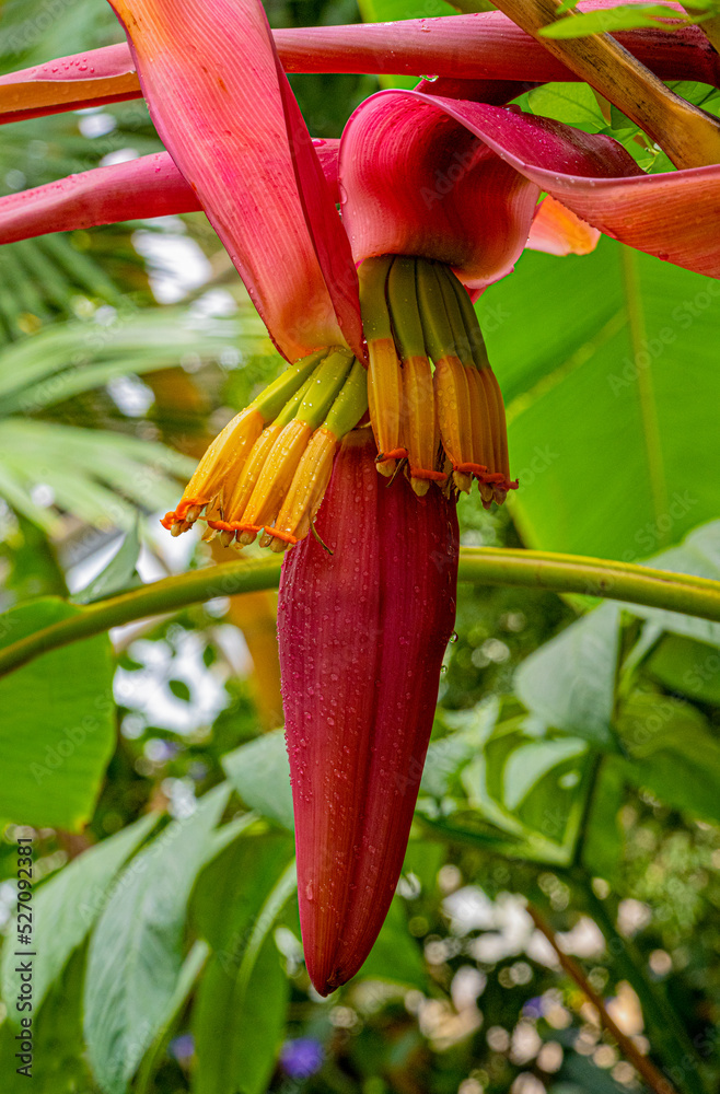 The Abacá (Musa textilis), also called Manila hemp, banana hemp or Musa ...
