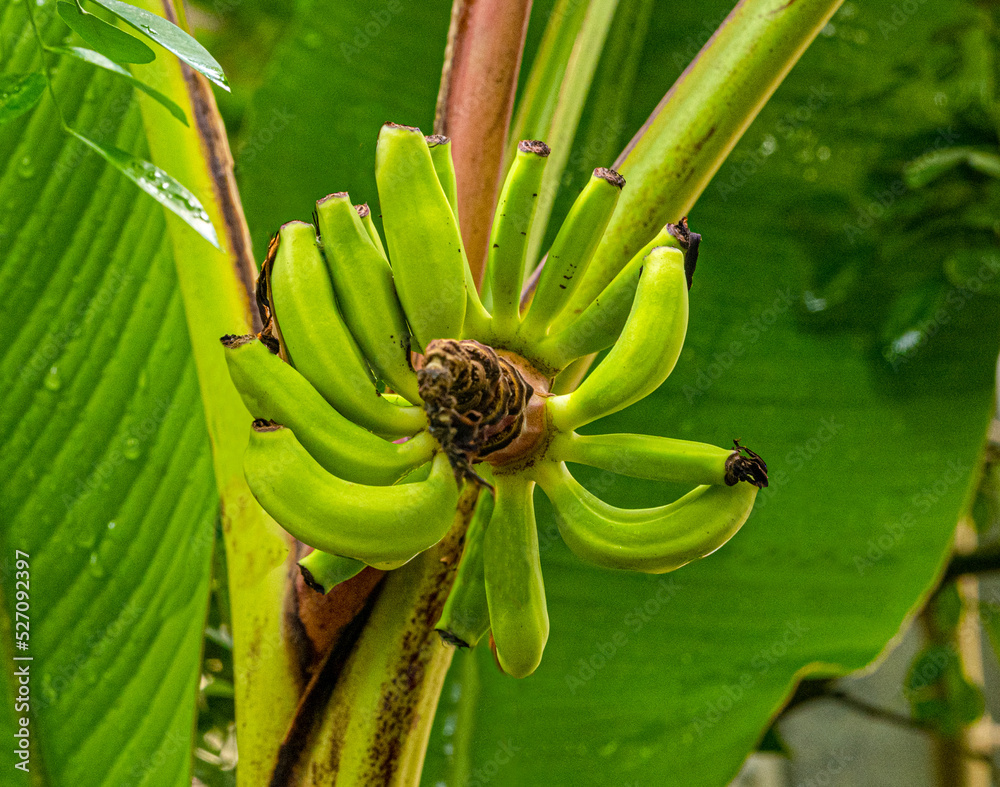 The Abacá (Musa textilis), also called Manila hemp, banana hemp or Musa ...