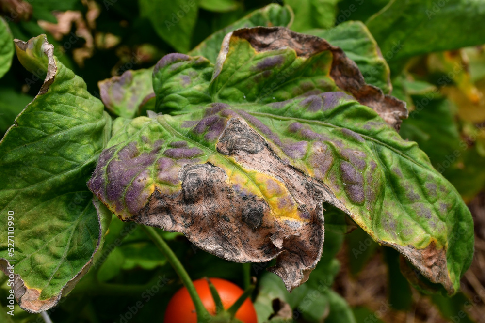 Foto Stock Tomato leaves with dark dry spots. Leaves affected by ...