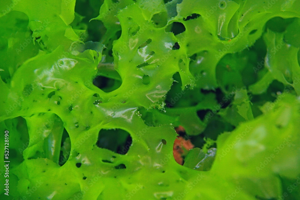 Sea lettuce Ulva lactuca edible green alga, underwater in the Atlantic ...