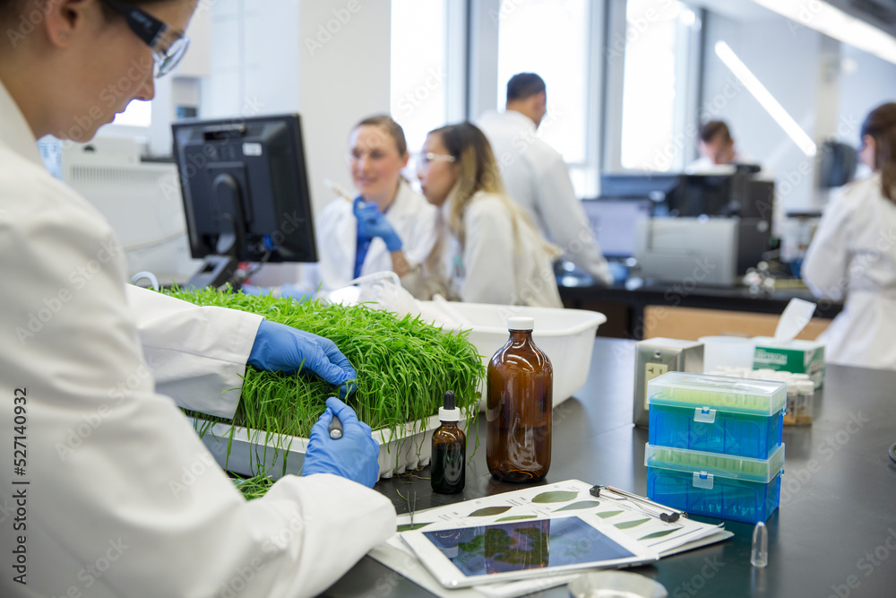 Scientist conducting scientific experiment in GMO laboratory Stock ...