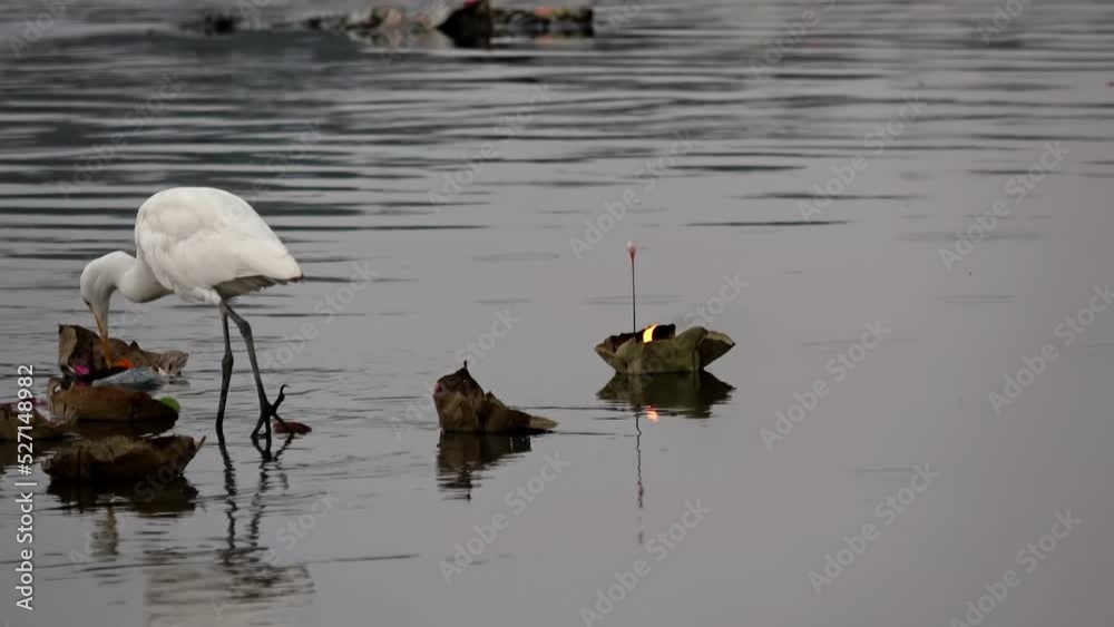 Candle float in Yamuna river with White cattle egret bird Small candle ...