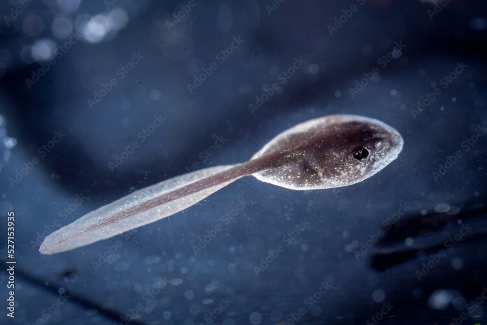 African Bullfrog Tadpole
